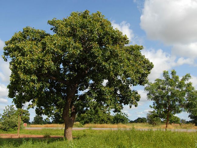 Shea butter purchasing: Manufacturer & Supplier B2B | Gustav Heess